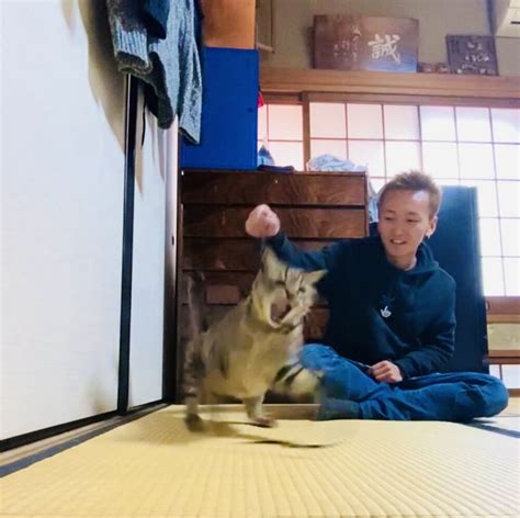 保護猫を飼うんじゃなかった？後悔しないためのポイントと対策法 猫オタクのはじめと天才猫ペティオ