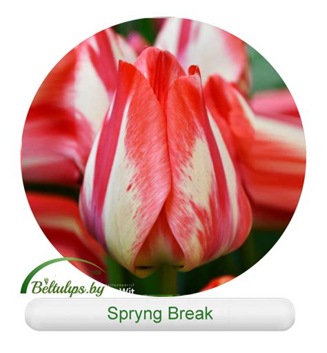 Купить тюльпаны оптом к 8 марта от производителя в Минске