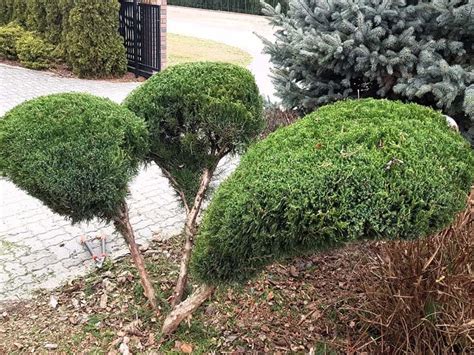 Juniper Shrubs Pruning
