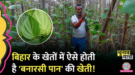 बिहार में मगही पान की खेती पर किसान ने सब समझा दिया The Lallantop