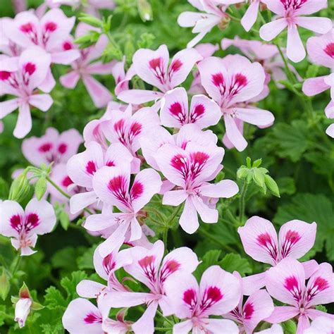 Pelargonium Lemon Fancy Flower Plants From Woolmans Johnsons