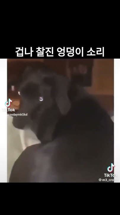 너무나도 찰진 강아지 엉덩이 치면서 노래부르기 웃긴영상 쇼츠 강아지 Shorts Youtube