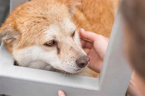 Todo sobre la Conjuntivitis en perros Síntomas Causas y Duración