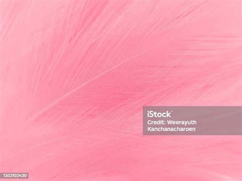 흰색 배경에 아름다운 추상적 인 밝은 핑크 깃털 분홍색 텍스처 패턴에 흰색 깃털 프레임 텍스처 핑크 배경 테마 벽지와 발렌타인