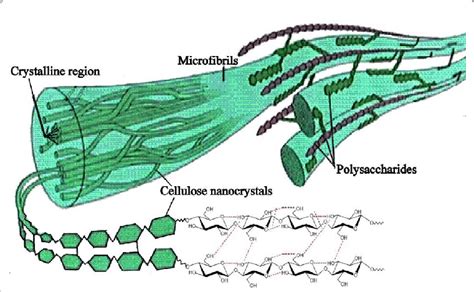 Cellulose Fiber Structure My Xxx Hot Girl
