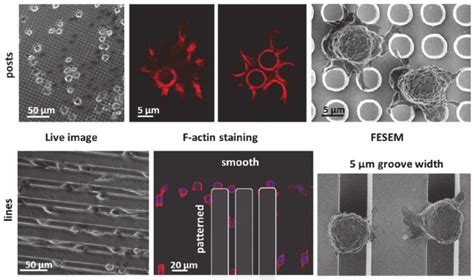 Reprinted With Permission From Schulte Et Al Biomacromolecules 10