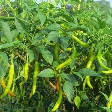Hot Pepper Jwala Seeds Of India