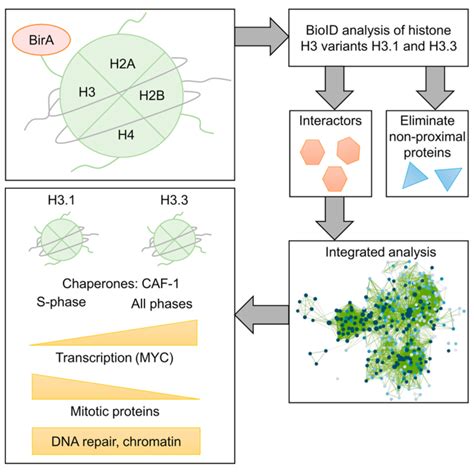 The In Vivo Interaction Landscape Of Histones H31 And H33 Pmc