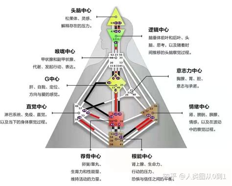 人类图九大能量中心 ——“ 头脑中心” 知乎
