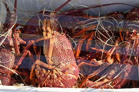 Pandemic Hasnt Slowed Chinas Love For Us Lobster