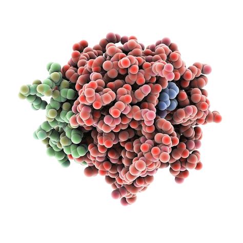 Thrombin Protein Molecular Model Photograph By Science Photo Library