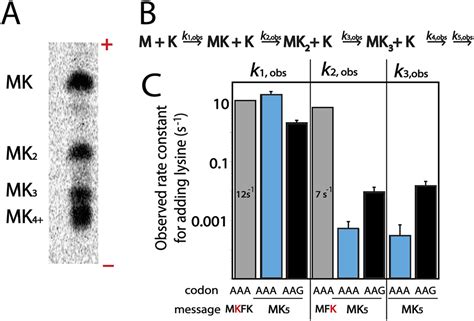 Ribosomes Slide On Lysine Encoding Homopolymeric A Stretches Elife