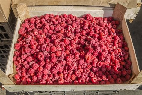 Premium Photo Raspberry Harvest Sold In The Market