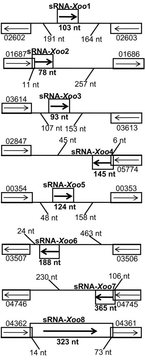 Schematic Representation Of The Genomic Positions Of The Verified Srna