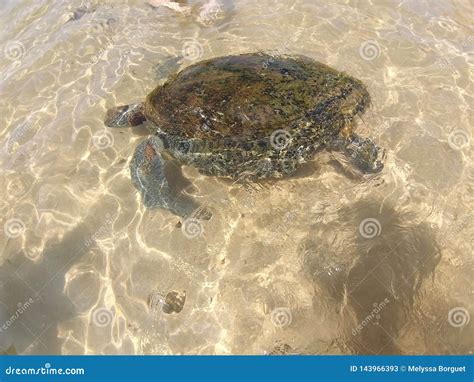 Big Turtles Hikkaduwa Beach Sri Lanka Stock Image Image Of Coast