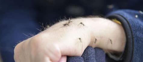 Mosquito Control Services Help You Ditch The Itch