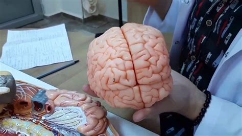 Telencephalon Anatomisi Nöroanatomi 1 Youtube