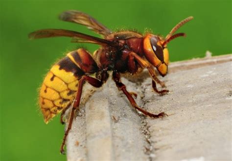 Azijski Stršljen širi Se Europom Agresivan Je A Evo šta Mu Je Omiljeni Plijen Noviba