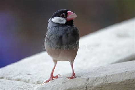 Java Sparrow Bird Shown Up Close Outside Stock Image Image Of