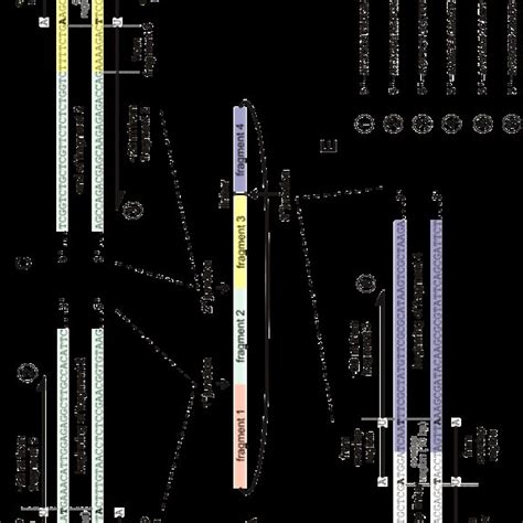 Overview Of The User Cloning Technique A User Cassette In A
