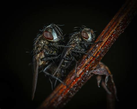 Whats The Difference Between Fruit Flies And Drain Flies Fruits