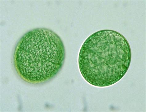 Synechococcus