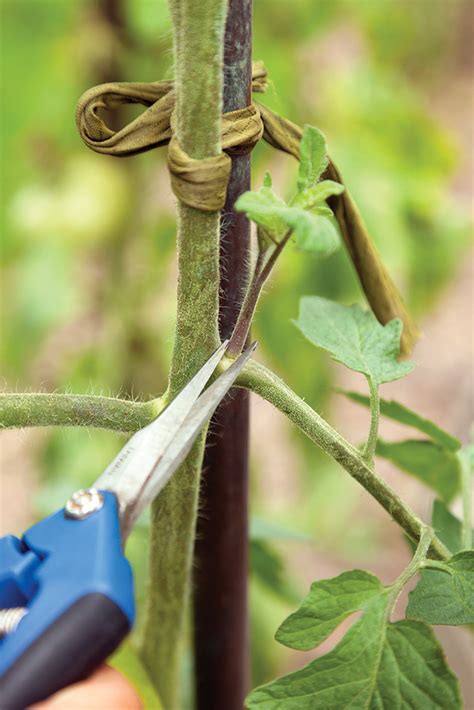 Comment Planter Et Entretenir Des Plans De Tomates Je Jardine