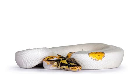 Python Book Of Recipes 1 How To Simplify Email Address Processing In