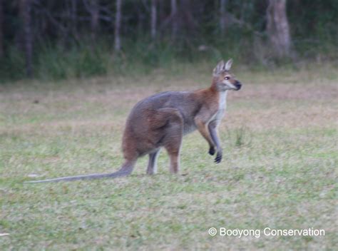 Red Necked Wallaby