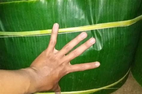 Belum Banyak Orang Yang Tahu Ternyata Harga Daun Pisang Di Jepang