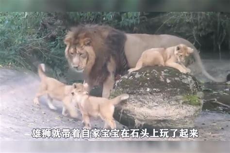 雄狮完全不想带娃做法让人笑岔气网友当代父亲的真实写照 做法 雄狮 当代
