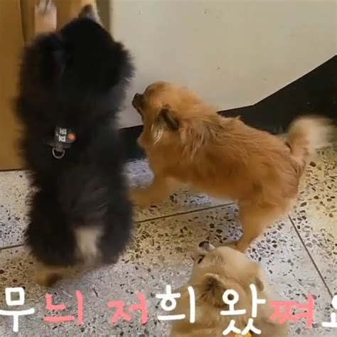 강아지가 할머니집에 가면 생기는 일 강아지일상 포메라니안 뽀메 Youtube