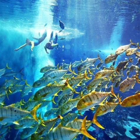 Scuba Diving With Explorer Certificate At Atlantis Water Park