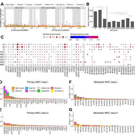 Compendium Of MHC Class I And Class II Mutations In Primary And Download Scientific Diagram