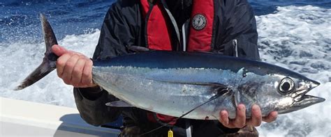 Albacore Tuna A Complete Guide To This Delicious Versatile Fish