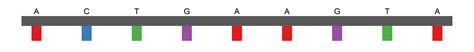 Dna Sequence Visualization Dnaplot