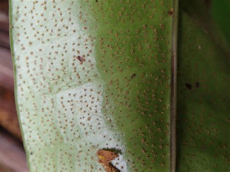 How To Grow Microsorum Punctatum Earthone