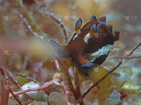 斑点海兔 细小海兔