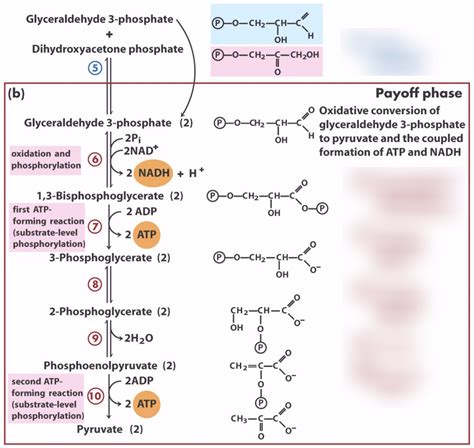 Diagrama De Glycolysis Payoff Phase Quizlet