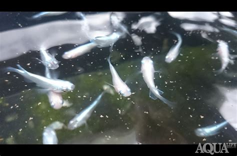 メダカはどんな色の容器で飼うといい？メダカの体色と容器の色は関係があるの？【メダカq＆a No024】 ｜ アクアライフブログ