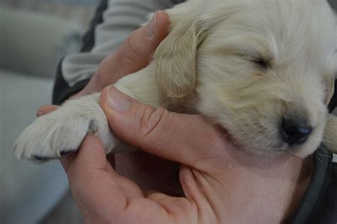 Chiot Golden Retriever Crème Photo gratuite sur Pixabay Pixabay