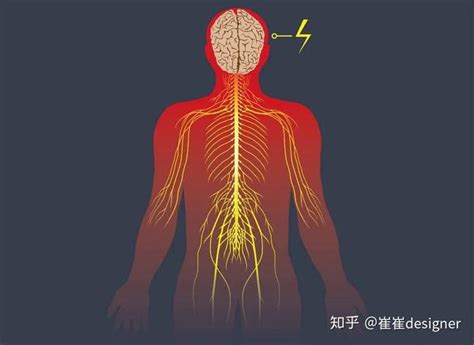 植物神经紊乱疾病，副交感神经起决定作用 知乎