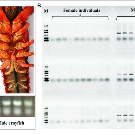 Schematic Diagram Of Design Principles Of The Sex Specific Marker