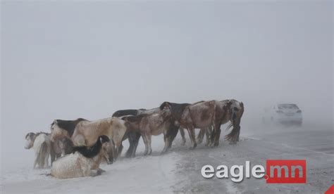 Маргаашаас ихэнх нутгаар цасан болон шороон шуурга шуурна
