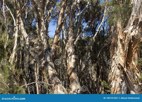 Peeling Bark On Eucalyptus Tree Trunk Royalty Free Stock Photography CartoonDealer Com 36079289
