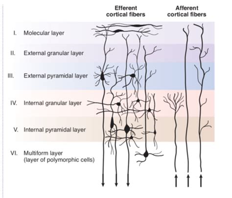 Layers Of The Neocortex Cortical Mapping Cell Types Flashcards Quizlet