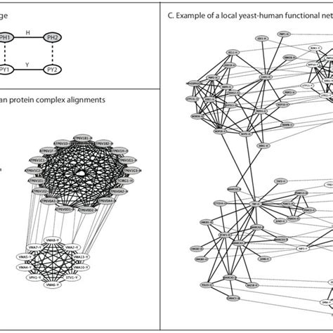 A A Directed Hyperedge In The Yeast Human Protein Interaction Download Scientific Diagram
