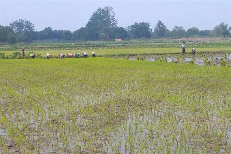 ကျောက်ဆည်မြို့နယ်တွင် နွေစပါးစိုက်ပျိုးရန်အတွက် ဆည်ရေမရသော်လည်း အခြားန