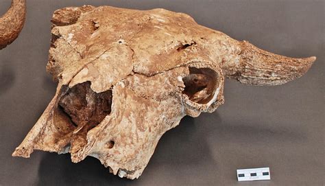 Early Americans Ice Age
