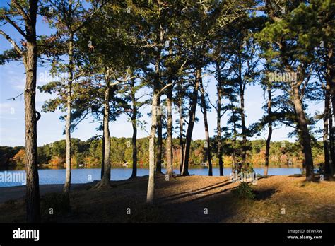 Trees At The Riverside Stock Photo Alamy